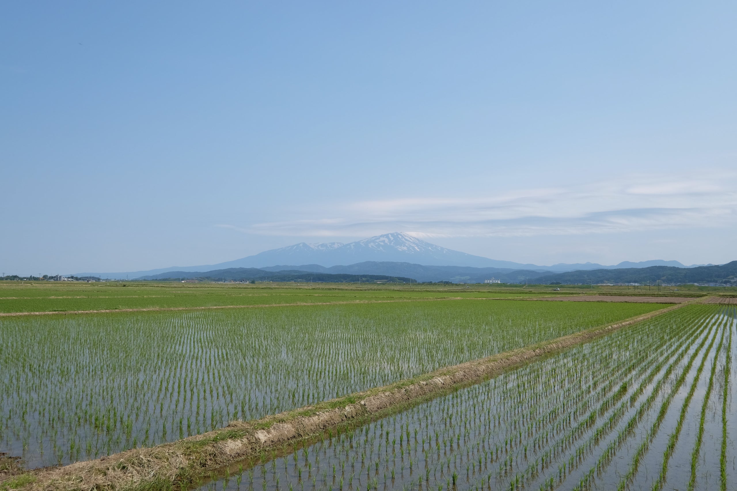 Tsuyahime from Yamagata 山形県産特別栽培つや姫【2023】 | the rice factory Honolulu ...