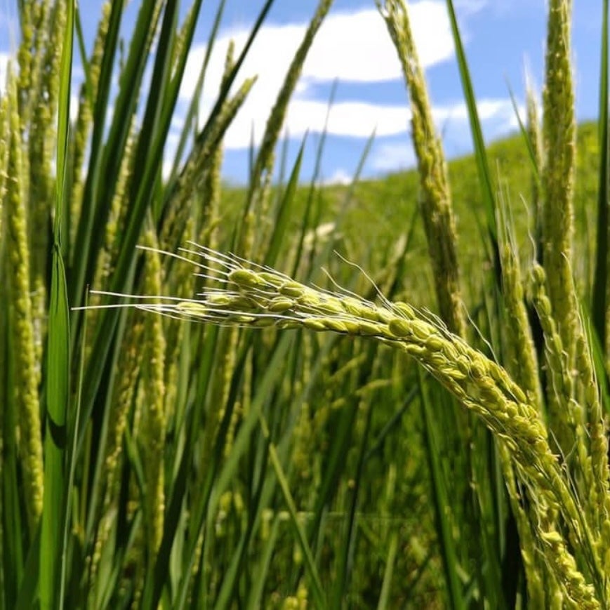 Shop All | the rice factory Honolulu online store