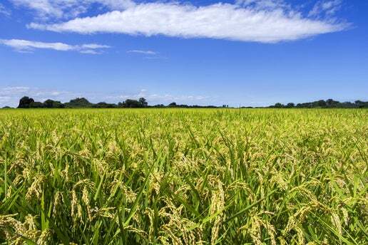 Shop All | the rice factory Honolulu online store